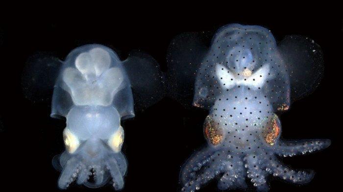 Cumi-Cumi Transparan Hasil Rekayasa Genetik Ilmuwan, Berikut ...