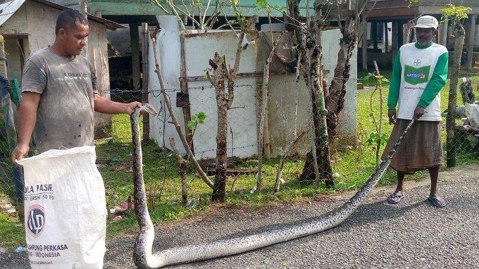 Warga Delima Pidie Tangkap Ular Piton Sepanjang 5 Meter - Prohaba.co