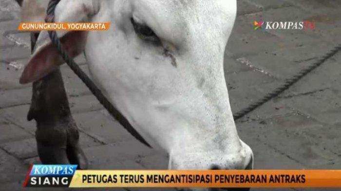 Gejala Antraks pada Manusia yang Sangat Perlu Diwaspadai - Prohaba.co