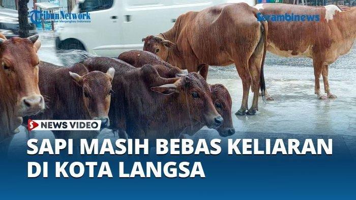 Gerombolan Sapi Bebas Berkeliaran di Jalan Kota Langsa - Prohaba.co Gerombolan Sapi Bebas Berkeliaran di Jalan Kota Langsa - Prohaba.co