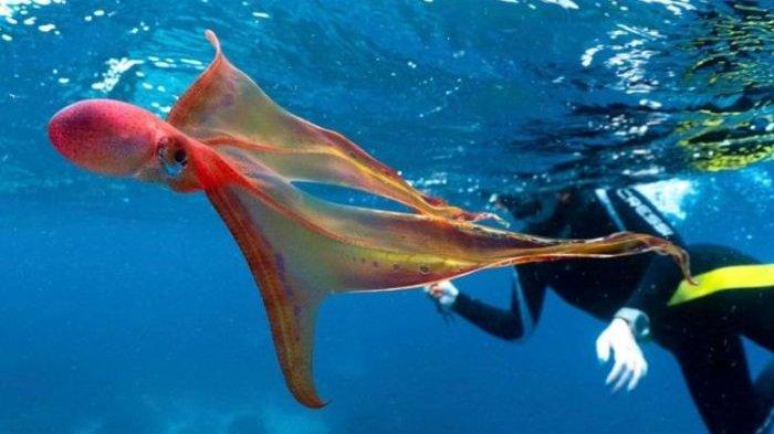 Gurita Paling Langka Muncul di Australia - Prohaba.co