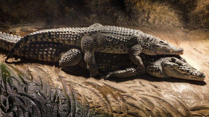 Buaya Betina Bisa Bertelur Tanpa Kawin Kok Bisa
