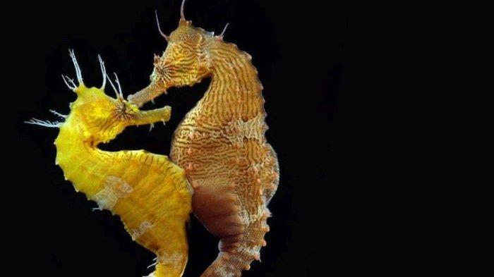 Apakah Kuda Laut Termasuk Ikan? - Prohaba.co