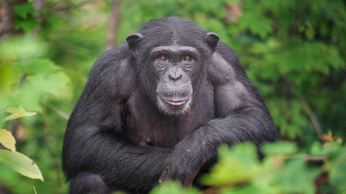 Apa yang Membuat Kita Menjadi Manusia dan Berbeda dengan Primata ...