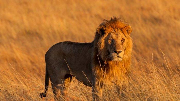 Singa Sirkus Lepas di Italia dan Berkeliaran Selama Lima Jam Sebelum ...