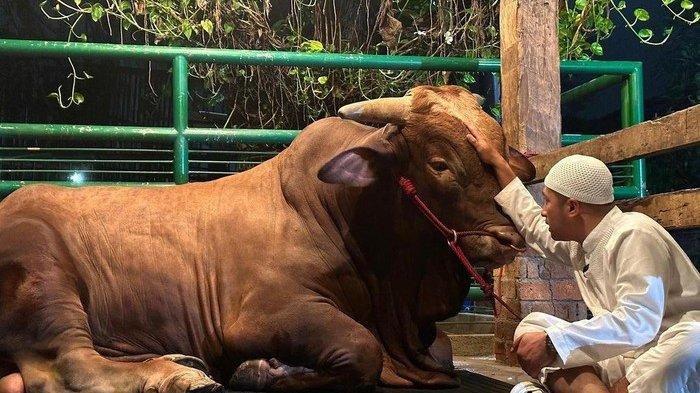 Irfan Hakim Kurbankan 4 Sapi di Idul Adha 2024, Rata-rata Beratnya 1 Ton - Prohaba.co