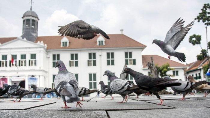 Mengapa Begitu Banyak Burung Merpati di Kota-Kota Besar Dunia? - Prohaba.co