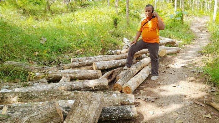 Pencuri Lari Terbuirit Tinggalkan 72 Batang Kayu Jati, Persoalanya ... Pencuri Lari Terbuirit Tinggalkan 72 Batang Kayu Jati, Persoalanya ...