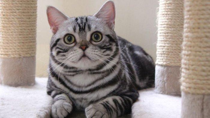 Kucing Kesayangan Anda Keracunan? Ini Bentuk Pertolongan Pertama yang ...