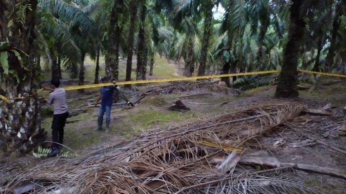 Penyebab Kematian Wanita di Perkebunan Sawit PTPN I Masih Misterius ...