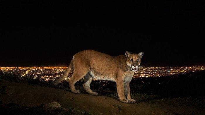 P-22, Singa Gunung Ikonis Hollywood yang Terpaksa Disuntik Mati ...