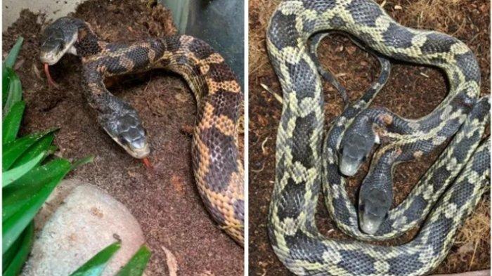 Penampakan Ular Berkepala Dua Dipamerkan di Kebun Binatang, Punya Dua ...