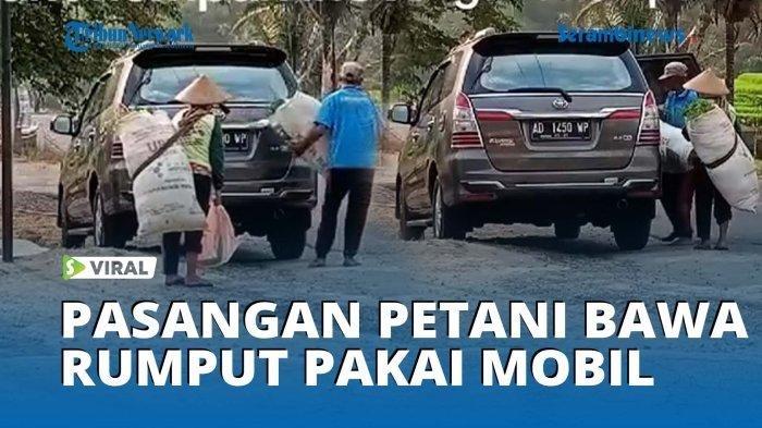 SULTAN, Pasangan Petani Angkut Rumput Pakai Mobil Mewah - Prohaba.co