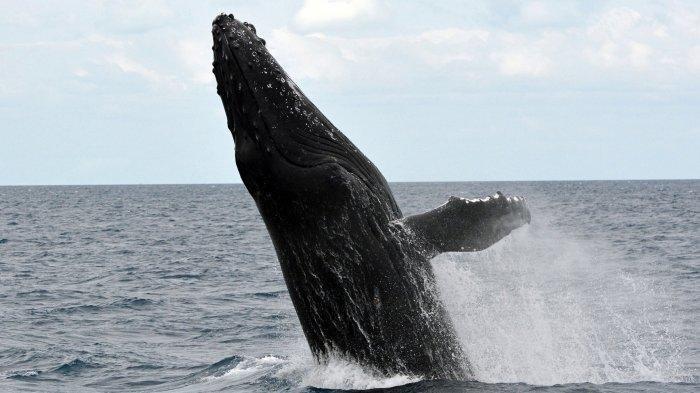 Kakek 61 Tahun Tewas Terlempar ke Laut Akibat Perahu Ditabrak Ikan Paus ... Kakek 61 Tahun Tewas Terlempar ke Laut Akibat Perahu Ditabrak Ikan Paus ...