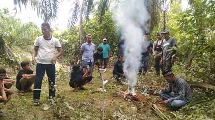 Pawang Tanam Kecombrang untuk Usir Harimau, Gelar Ritual Bakar Kemenyan ...