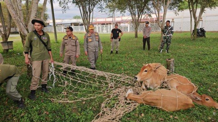 Satpol PP Aceh Jaya Amankan Hewan Ternak Yang Berkeliaran di Jalan Raya, 5 Sapi dan 43 Kambing ...