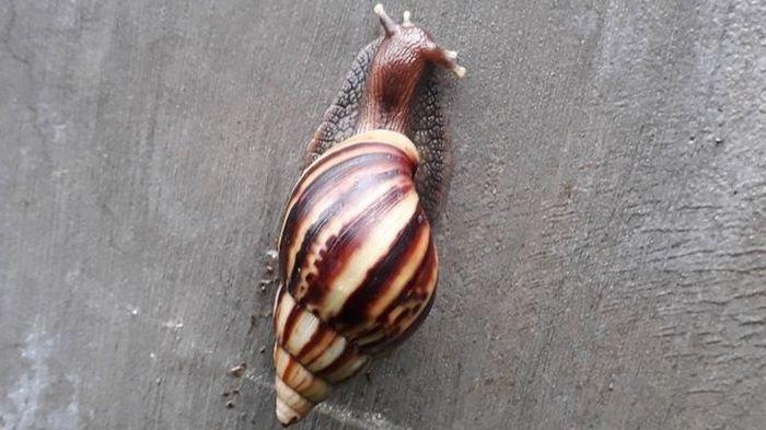 Unik! Ternyata Ada Kejuaraan Dunia Balap Siput di Inggris - Prohaba.co