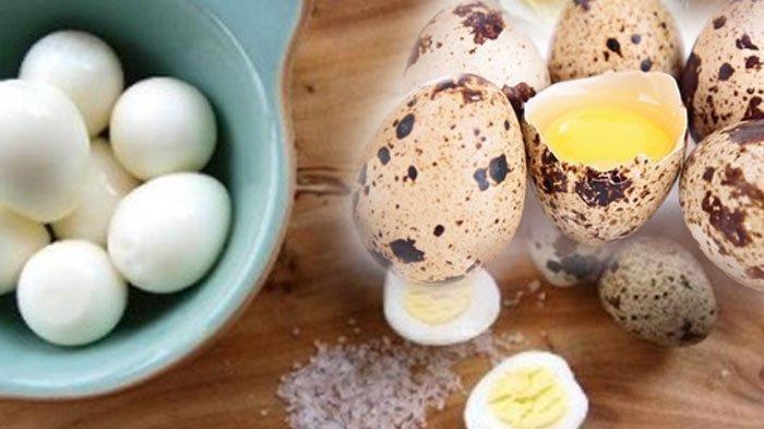 Manfaat Telur Puyuh Baik untuk Kesehatan dan Bisa Mengobati Gejala ...
