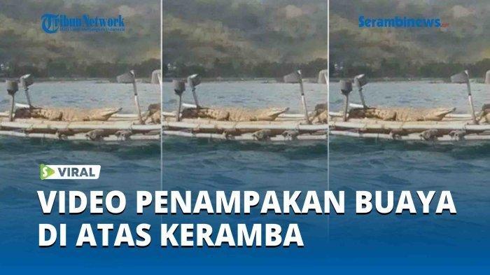 HEBOH, Penampakan Buaya Berjemur di Atas Keramba Warga - Prohaba.co