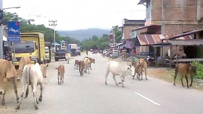 Satpol PP Aceh Jaya Warning Para Pemilik untuk Jaga Ternaknya, Ini Dampak Bagi Masyarakat ...