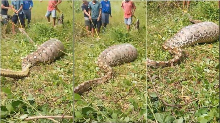 Warga Pergoki Ular Piton 8 Meter Mangsa Sapi di Mamuju Sumbar, Tak Bisa ...