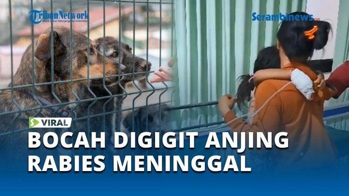 VIRAL, Bocah Digigit Anjing Rabies Akhirnya Meninggal Dunia - Prohaba.co