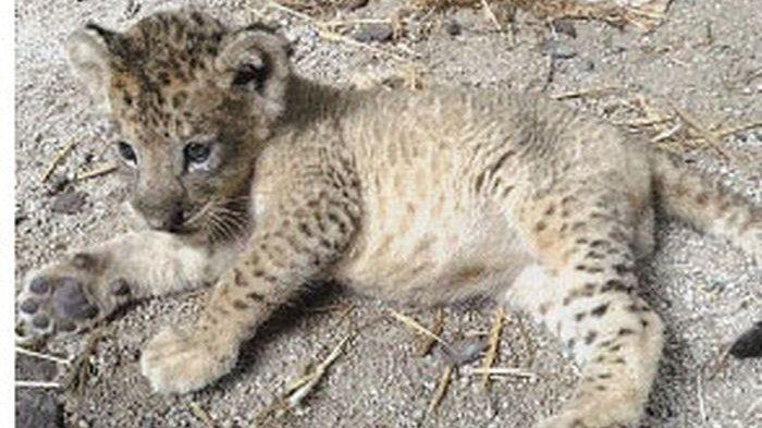 Pertama di Dunia, Anak Singa Lahir dari Inseminasi Buatan - Prohaba.co