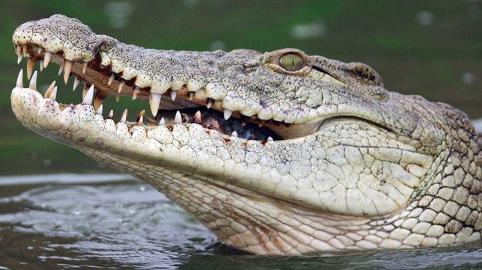 Buaya Terbesar yang Pernah Hidup di Bumi - Prohaba.co