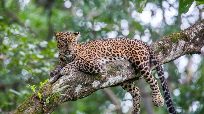 Manusia dan Macan Tutul Hidup “Harmonis” di Bera - Prohaba.co