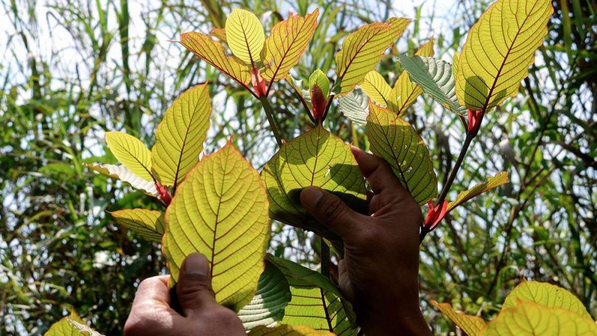 4 Manfaat Daun Kratom Khas Kalimantan yang Diduga Memiliki Kandungan ...