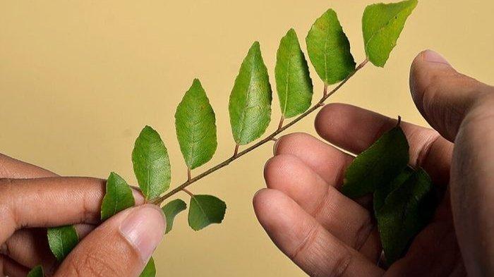 7 Manfaat Daun Kari untuk Kesehatan hingga Kecantikan - Tribunshopping.com