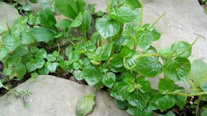 9 Manfaat Daun Sirih Cina untuk Kesehatan Tubuhmu, Bisa Obati Asam Urat ...