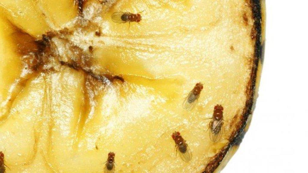 8 Cara Ampuh Mengusir Lalat Buah 'Mrutu' Saat Musim Mangga Tiba ...