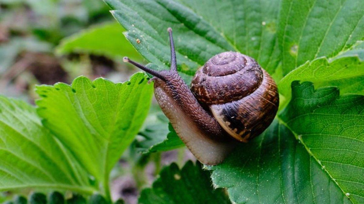 8 Cara Mengusir Bekicot di Sekitar Rumah secara Alami, Terutama saat ...