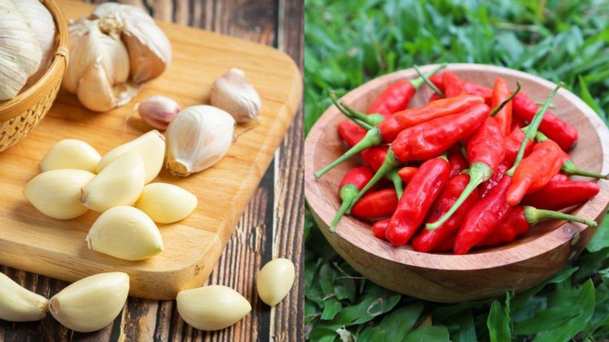 Tips Mengusir Hama Tanaman Ala TikTok, Bisa Pakai Bawang Putih atau ...