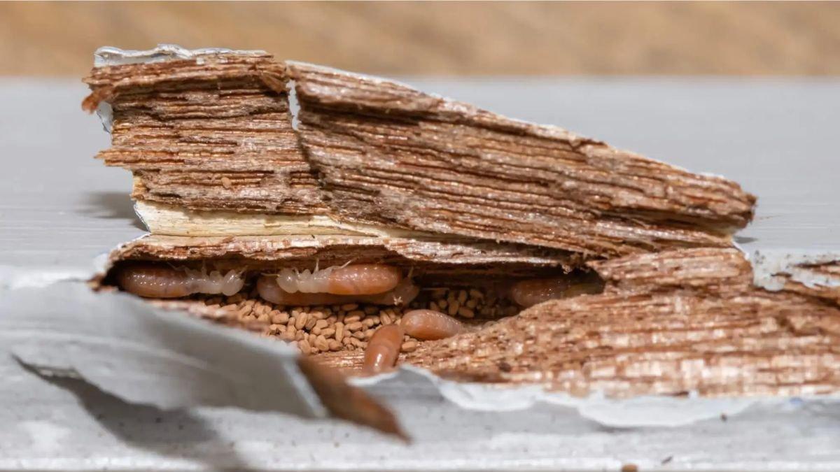 5 Tips Merawat Kaki Meja Kayu agar Tidak Mudah Rapuh Dimakan Rayap ...