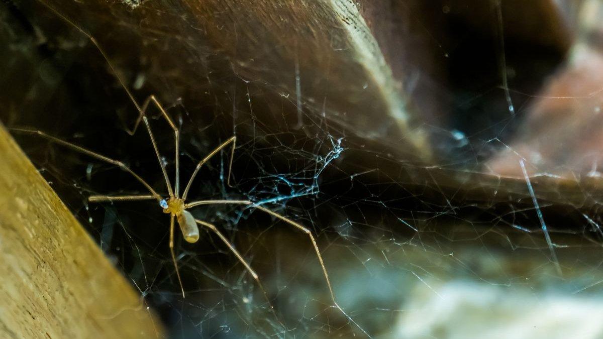 7 Cara Efektif Mengatasi Sarang Laba-Laba, Cukup Pakai Bahan Alami dan ...