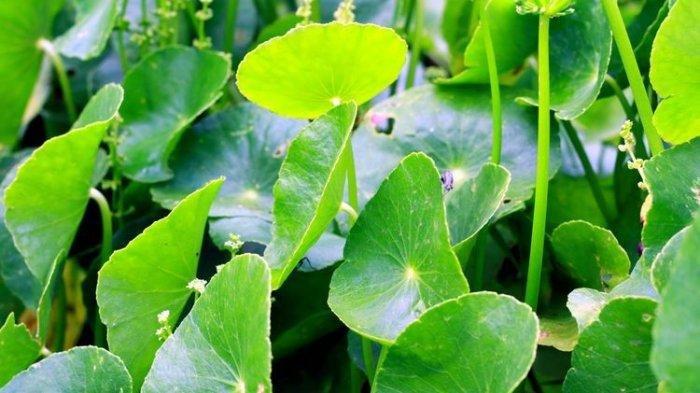 3 Manfaat Utama Centella Asiatica, Kandungan Ajaib untuk Kulit Sensitif ...