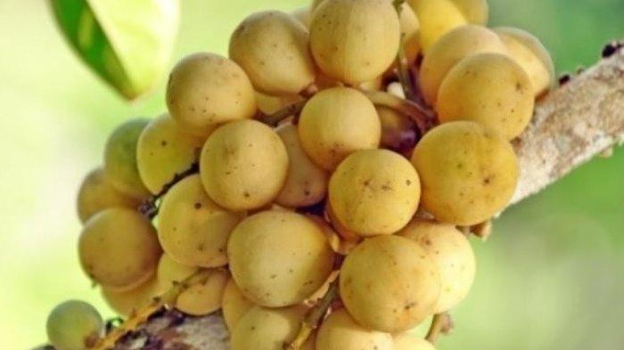 8 Manfaat Buah Kokosan untuk Tubuh, Ternyata Menakjubkan ...