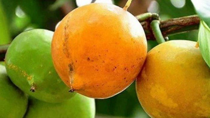 7 Khasiat Buah Mundu atau Apel Jawa Bagi tubuh, Mengobati Sariawan ...