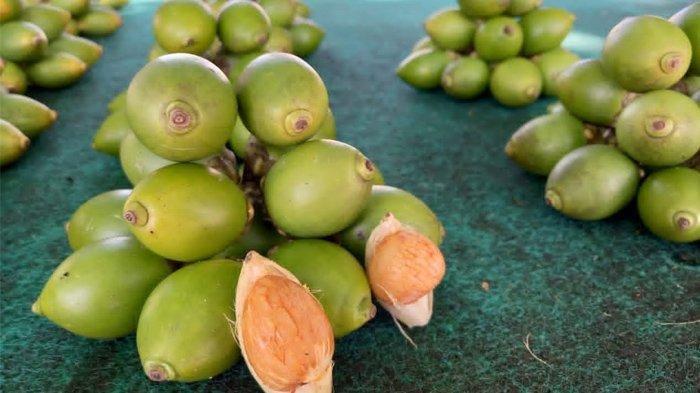 7 Manfaat Buah Pinang untuk Kesehatan yang Sering Dikonsumsi Masyarakat ...