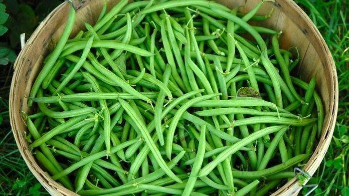 Buncis Bukan Sekedar Sayur Biasa, Ini 9 Khasiatnya untuk Tubuhmu ...