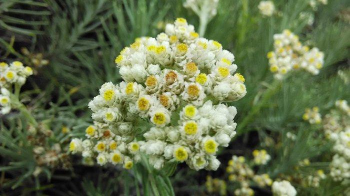 Manfaat Bunga Edelweiss untuk Kecantikan Kulit, Salah Satunya untuk ...