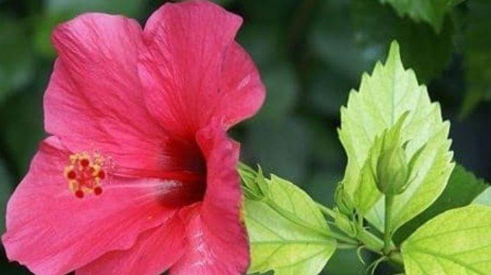 Bunga Sepatu Bisa Dikonsumsi jadi Teh Herbal, 10 Manfaatnya untuk Tubuh ...