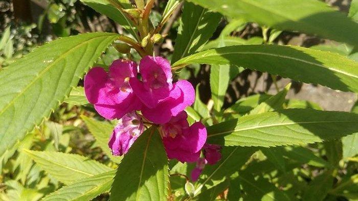 Cara dan Langkah yang Tepat untuk Membuat Kutek Kuku Alami dari ...