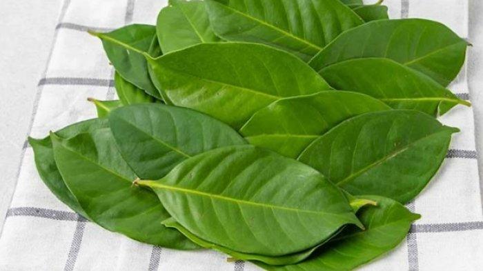 10 Khasiat Menakjubkan Daun Salam untuk Kesehatan dan Kecantikan, Bisa ...