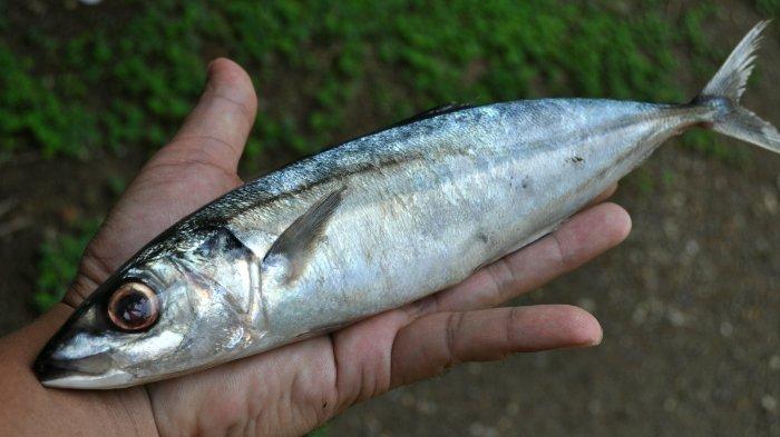 9 Jenis Ikan yang Sebaiknya Dihindari Penderita Asam Urat ...