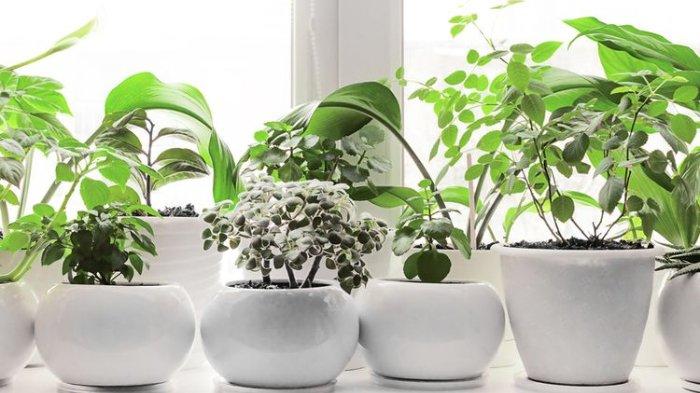 5 Tips Agar Tanaman Sehat dan Subur, Bikin Rumah Lebih Sejuk ...