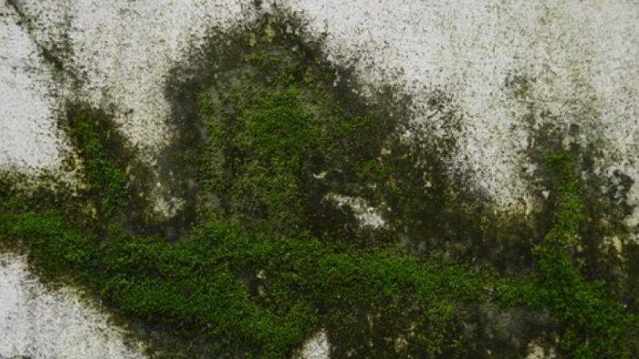 7 Tips Membersihkan Lumut yang Menempel di Dinding Rumah, Mencegahnya ...