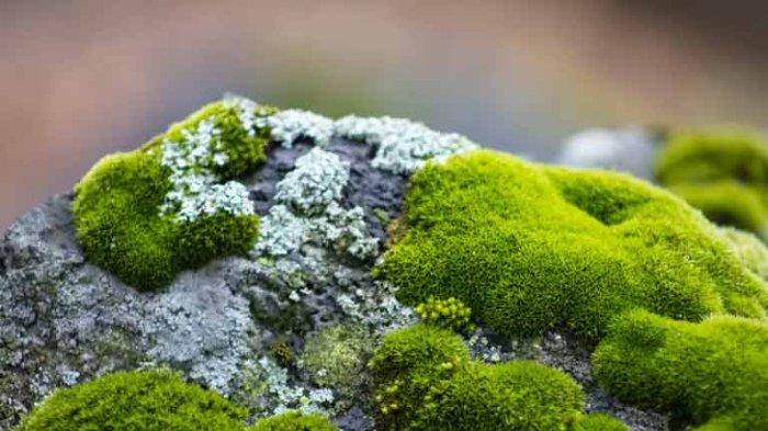 7 Tips Mengatasi Lumut di Halaman dan Teras Rumah yang Bikin Licin ...